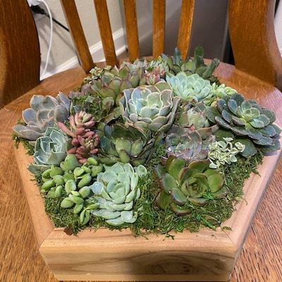 Star of David Succulent Wall Planter, DIY, Succulent Arrangement ...