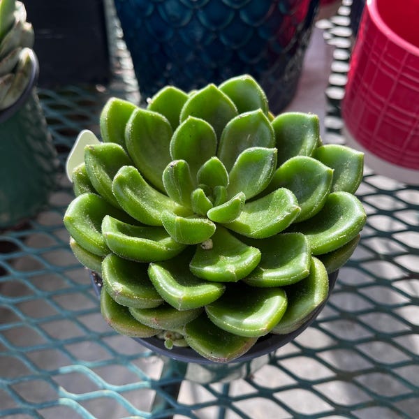 Assorted Succulent Plug Mix | Live Rooted Succulent Plants - Etsy