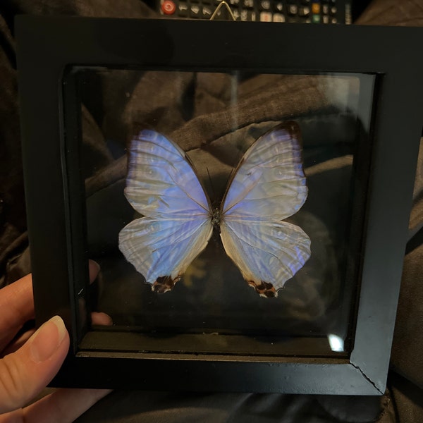 Real Framed Butterfly Morpho Sulkowski pearl Morpho Light Brown Frame ...