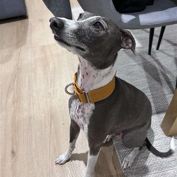 Dusty Pink Dog Poop Bag Holder | Luxury Pink Velvet Dog Waste Bag Pouch ...