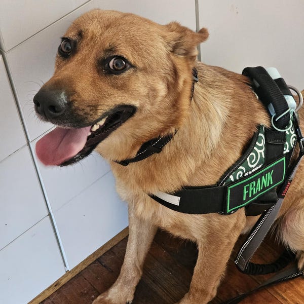 Dog Harness Name Patch Embroidered Pet Name Patch GREY Dog Name Patch ...