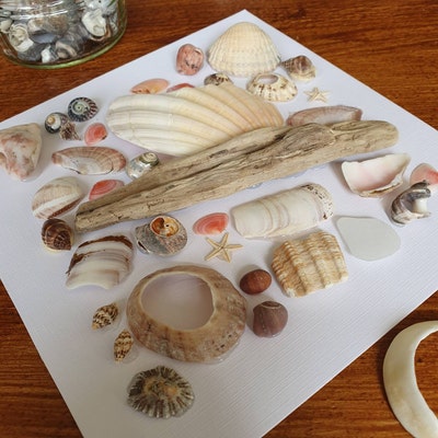 100 SMALL SEASHELLS Mini Sea Shells Craft Wedding Beach Confetti 7-15 ...