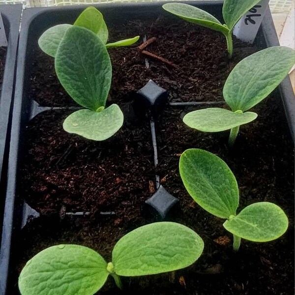 Georgia Creole Collards 50 Seeds - Etsy