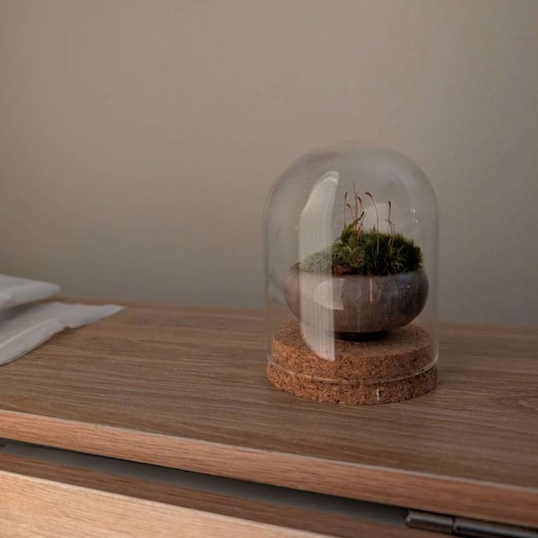 Mini Palm Trees: Tropical Terrarium & Fairy Garden Decor (3 Piece Set ...