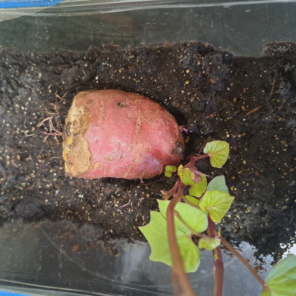 Malanga Coco Yams 1 Lb or 3 Yams ~perennial - Etsy