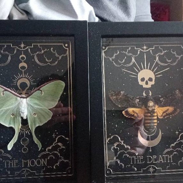 Real Framed Ghost Cicada Ayutha Spectabilis Shadow Box Frame Insect ...