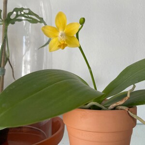 Awarded cotton Candy Phal. Cheng-de Beauty - Etsy