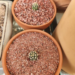 Plant one Lithops Dorotheae C300 - Etsy