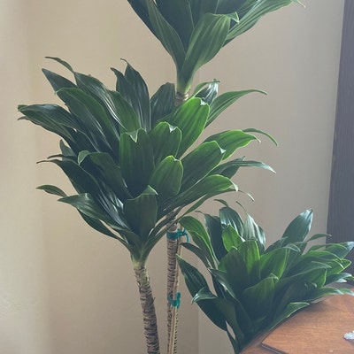 Dracaena Janet Craig Compacta Cane Plant in 2g Pot About 36 Tall - Etsy