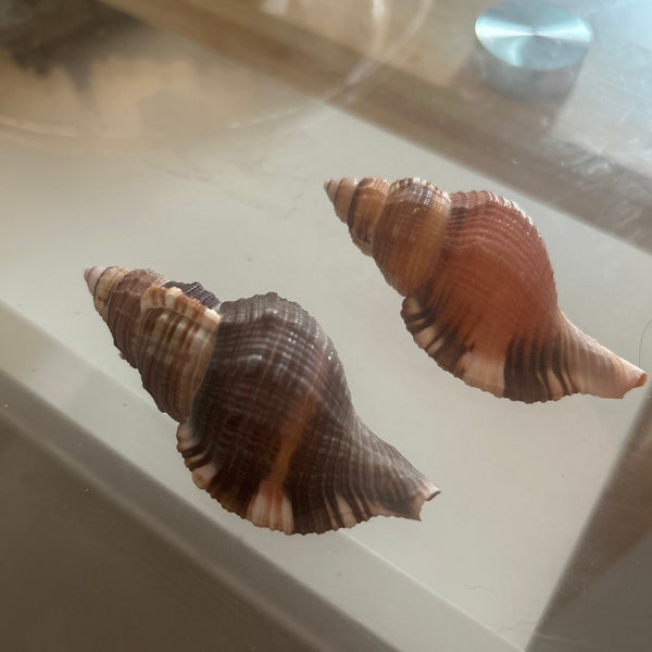 Large Cymatium Pileare Hairy Triton Shells3-1/24craft Seashells1 Shell ...