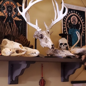 European Skull Mount Table Top Display - Etsy