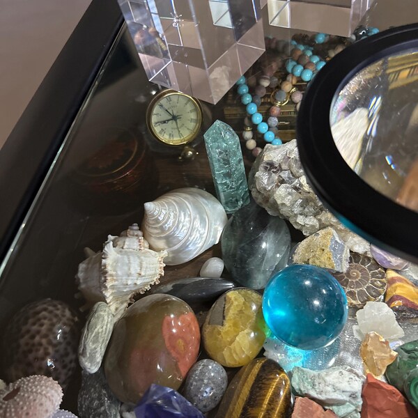 Polished Jade Turbo Shell Large Polished Trochus Polished White Shell ...