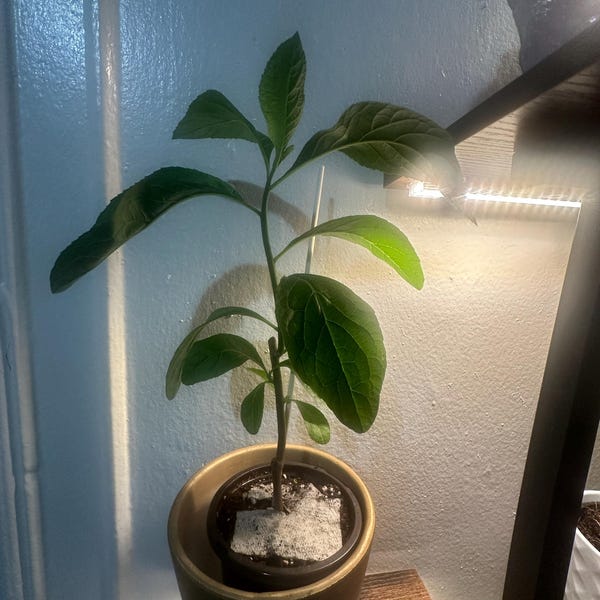 Pitiona, Oaxaca Lemon Verbena, Juanilama, Lippia Alba, 1 Live Plant 2.5 ...