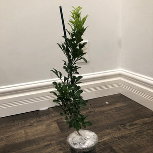 Chinese Perfume Tree, Chinese Rice Flower, in 4 Pot Aglaia Odorata - Etsy