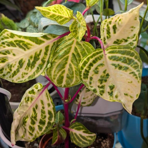 Iresine Lindenii Formosa (blood Leaf) Yellow - Etsy