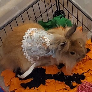 Autumn Ginkgo Wool Short Dress Pet Bunny Dress/harness - Etsy
