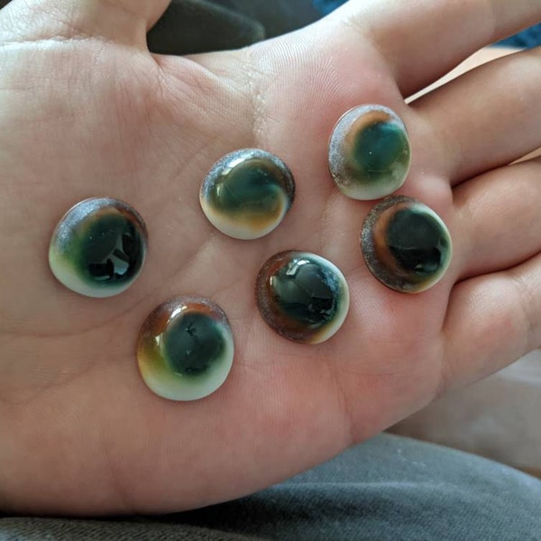 Shiva Seashells-green Cat Eye Shells-seashells for Crafting-seashells ...