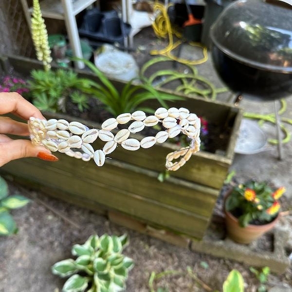 Tiny Little Cowrie Shells || Natural Arts and Crafts || Sea Shells ...