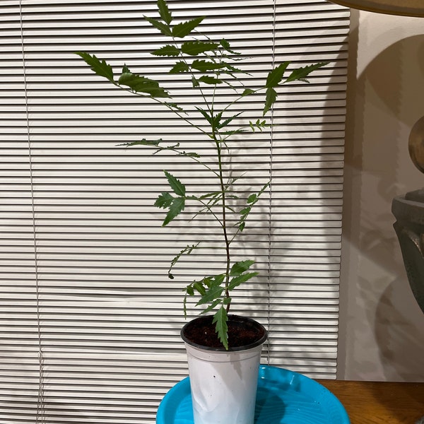 NEEM TREE (MEDIUM)- (azadirachta Indica) - Village Pharmacy. (13"-18 ...