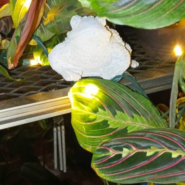 Warty Frog, Toad, Little Frog Prince, Frog Statue, Concrete, Stone Frog ...