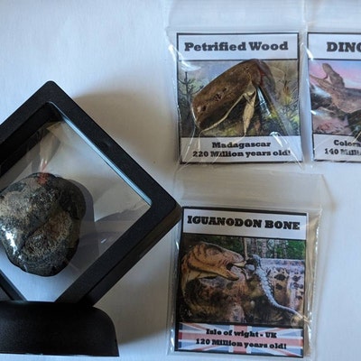 Dinosaur Bone in Display Case - Etsy UK