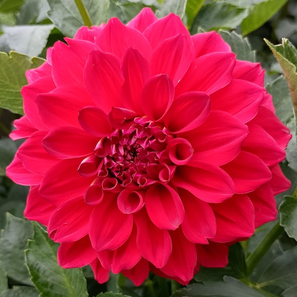 Dahlia Advance Tuber Pre-order for Spring Shipping - Etsy