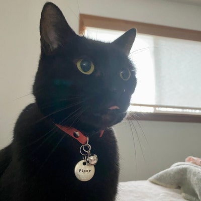 Cat Tag, Cat ID Tag, Small Pet Tag, Cat Name Tag, Microchipped Tag ...