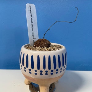 Stapelia Rufa - Etsy