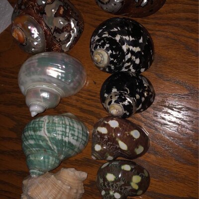 Spotted Turbo Petholatus I Spotted Shell I Turbo Seashell I Turbo ...