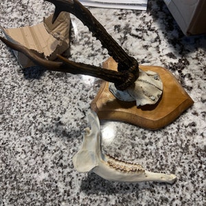 Fallow Deer Skull From Central Europe Fallow Deer dama Dama Unique ...