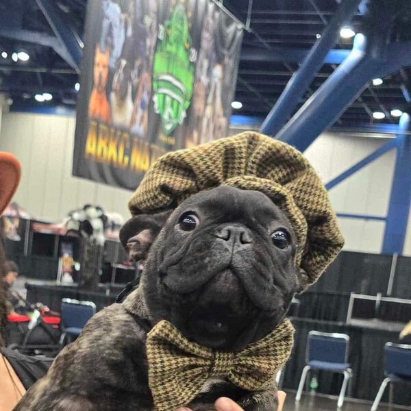 The Wizard of Oz Dorothy Brown Color Pet Wig/dorothy Dog Wig/dog ...