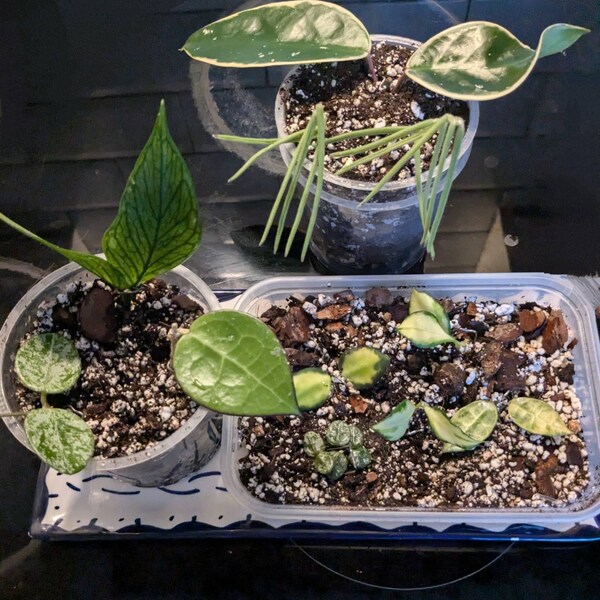 RARE Hoya Mathilde Silver Fresh Cutting Plant Houseplant - Etsy UK