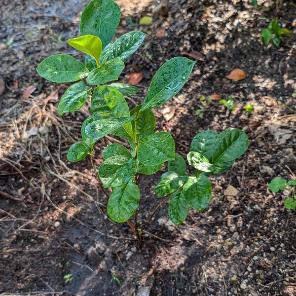Pitiona, Oaxaca Lemon Verbena, Juanilama, Lippia Alba, 1 Live Plant 2.5 ...