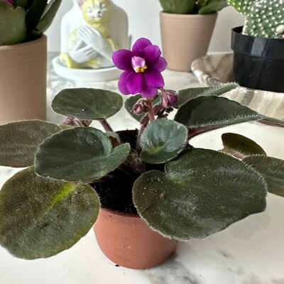 2 Mini African Violets Set 2 Assorted Plants - Etsy
