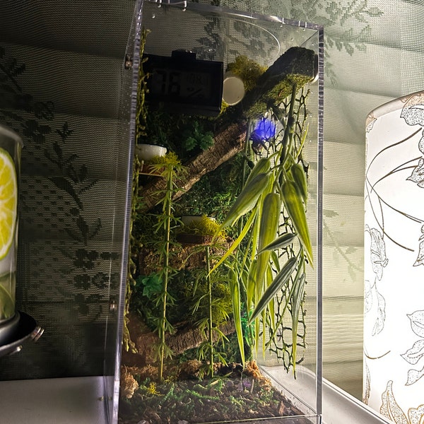 Bamboo Forest Med/tall Jumping Spider Enclosure, Acorn Hide, Moss ...