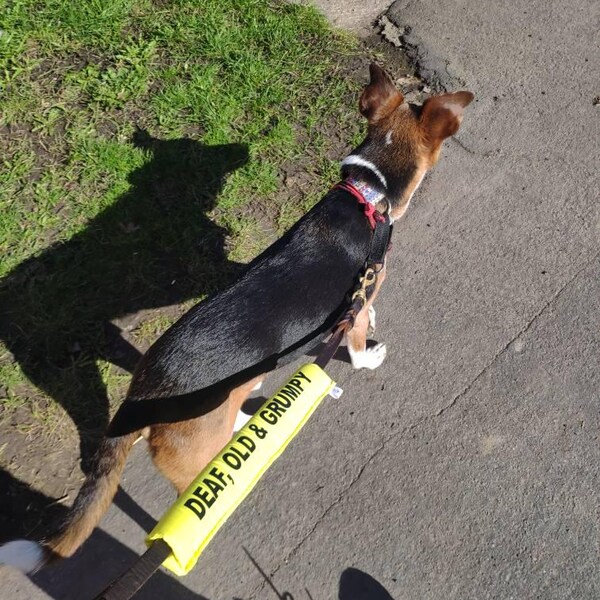 Dog Lead Sleeve, Lead Wrap, Lead Cover, Lead Slip. NERVOUS, REACTIVE ...