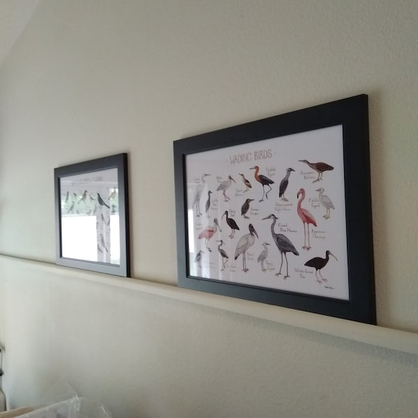 Wading Birds of North America Field Guide Art Print / Watercolor Water ...