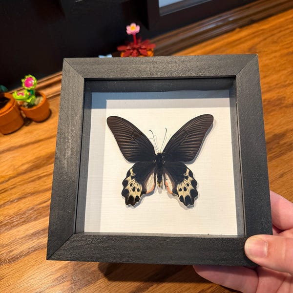 Rare Pink Tiger Moth Framed Taxidermy - Grammia Incorrupta - Etsy