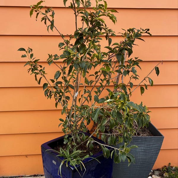 Ilex Opaca 'miss Helen' - Female American Holly - Live Plant - 12" Tall ...