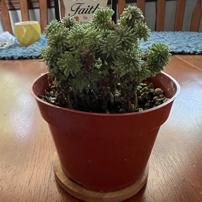 Mini Joshua Tree Succulent 4 Pot Thick and Full Sedum Multiceps Rare - Etsy
