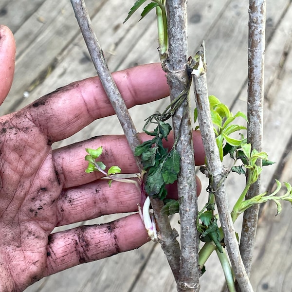 5 Honey Crisp Apple Tree Cuttings for Propagation 6 to 8 Inches Long ...