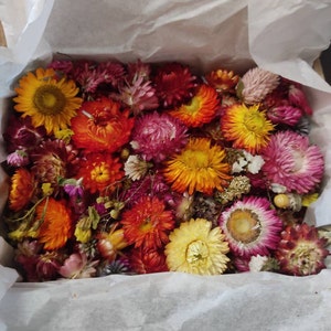 Mixed Dried Flowerssmall Dried Flowers for Craft Projects - Etsy