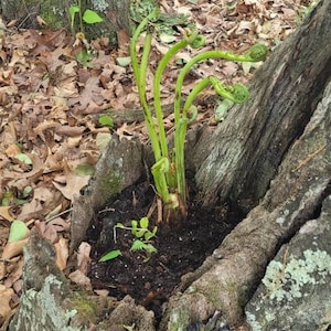 Schoenoplectus Pungens Common Threesquare Bareroot Live Plant Wetland ...