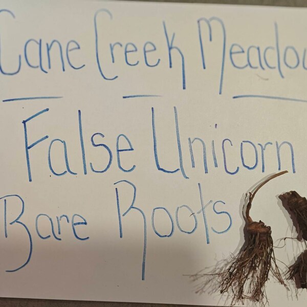 5 False Unicorn Plants Chamaelirium Luteum Bare Root Native Wildflower ...