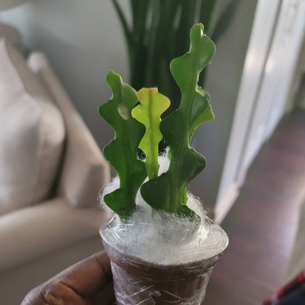 Fishbone Cactus Epiphyllum Anguliger Ric Rac Cactus Zig Zag Cactus - Etsy