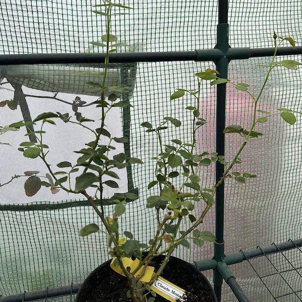 Rare Rosa【fancy Ruffle|ファンシー ラッフル 】-1gal+ Wave Bloom| Ownroot ...