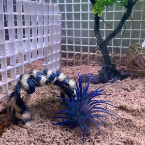 Pearl Turbo Setosus Shell 1 3/4 2 1/4 Opening 1 - Etsy