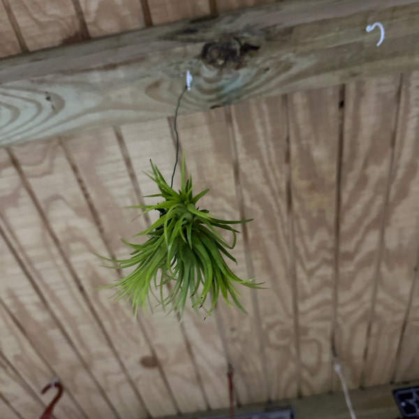 Assorted Small Air Plant Hanging Clump on Wire *beginner Friendly* - Etsy