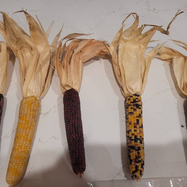 Mini Indian Corn, 5" to 6" Length, 10, 15, 30 and 40 Count, FREE ...