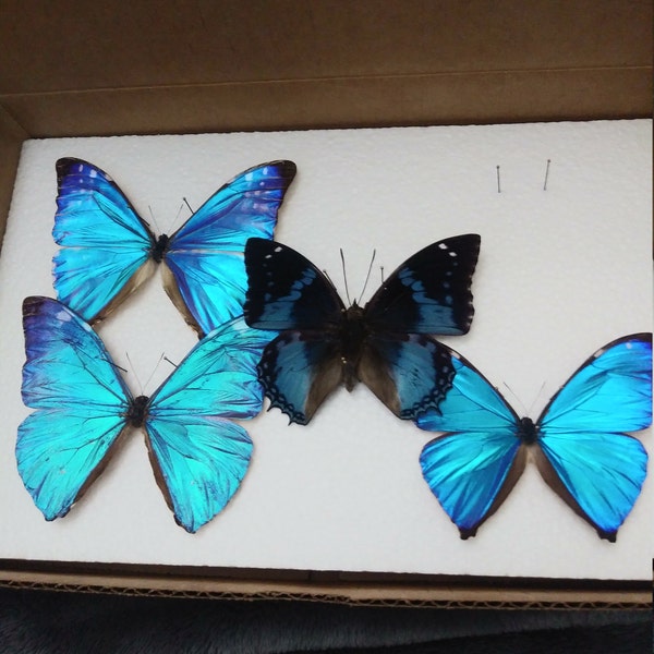 Morpho Adonis Blue Butterfly Peru - Etsy